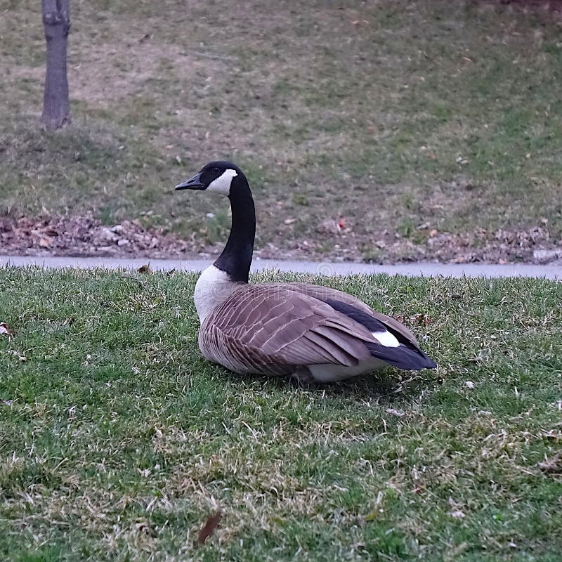 Wild Geese in Nature, North America Stock Photo - Image of waterfowl ...