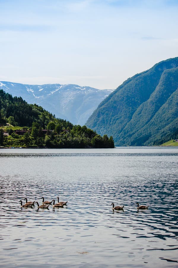 Wild Geese in the Norwegian Fjord Stock Photo - Image of promontory ...