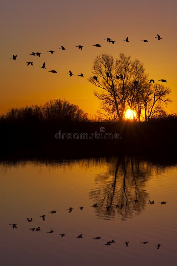 Geese at Sunset stock image. Image of pond, moon, silhouetted - 2846733