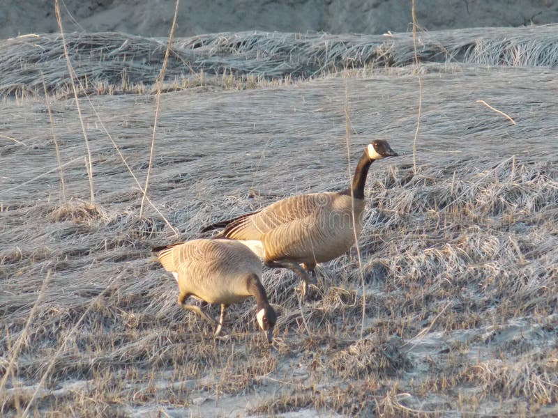 Wild geese stock image. Image of alaska, geese, resting - 40987135