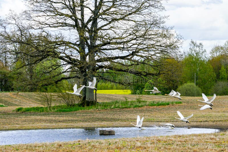 Wild Geese Starting in Flight from a Field with a Pond Stock Photo ...