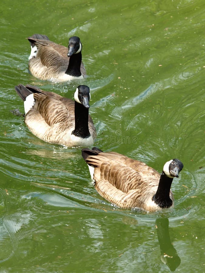 Geese swim in the river stock image. Image of goose, bird - 91127307