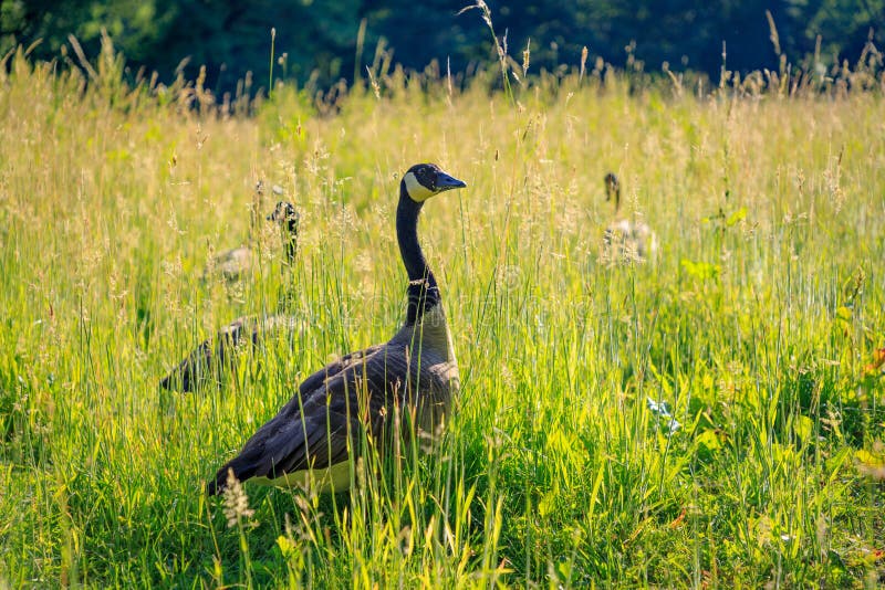 Wild Geese in the Tall Grass Stock Image - Image of beautiful, fauna ...