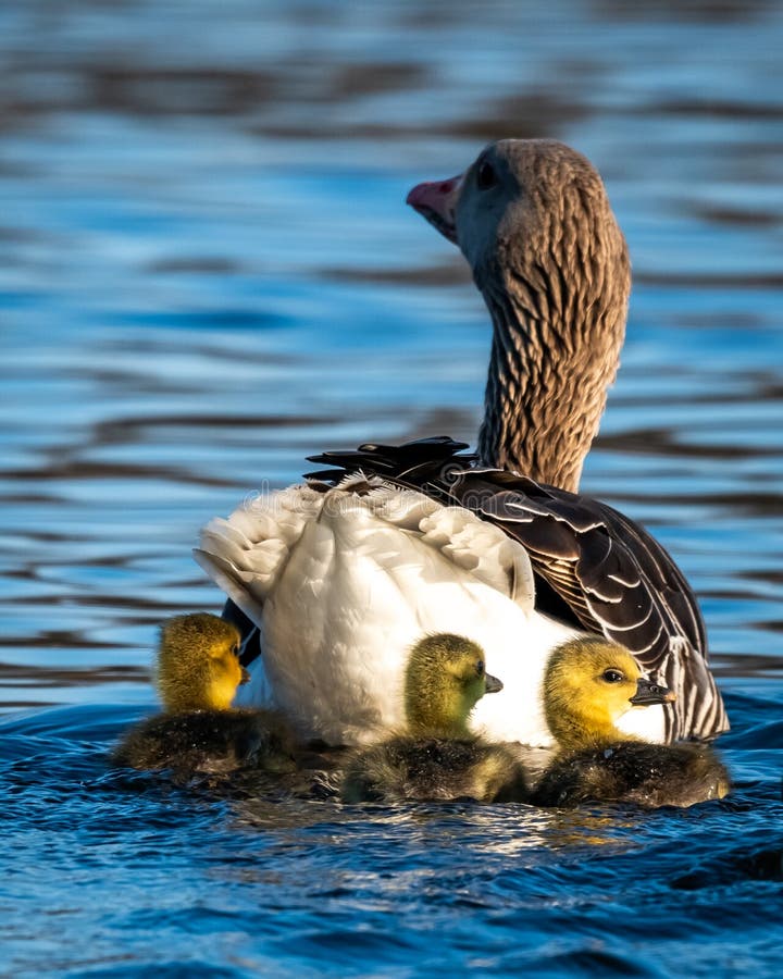 Wild Geese with Their Young Chicks in the Morning Sun Stock Image ...