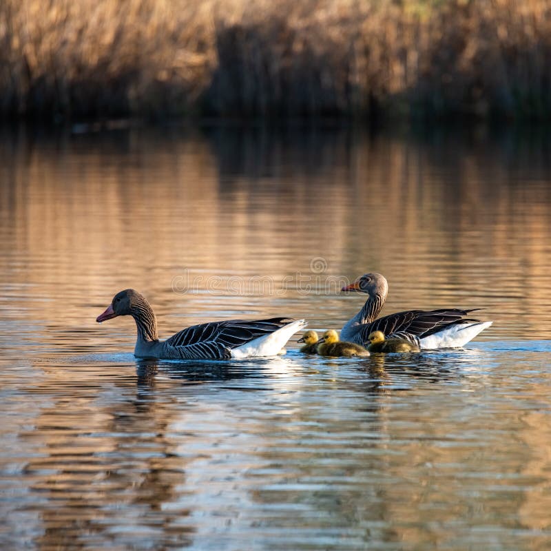 Wild Geese with Their Young Chicks in the Morning Sun Stock Image ...