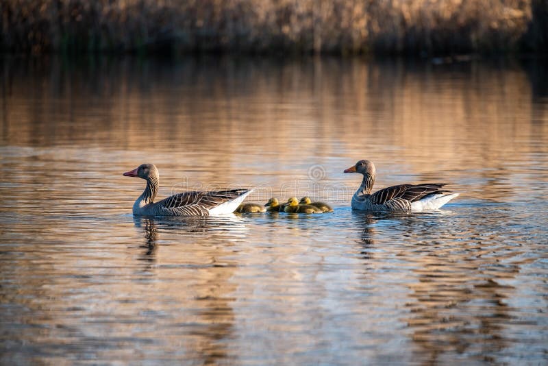 Wild Geese with Their Young Chicks in the Morning Sun Stock Photo ...