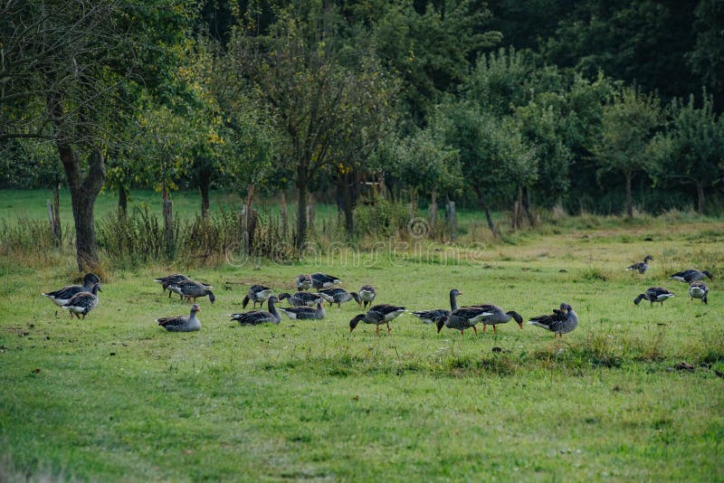 Wild Geese stock photo. Image of birds, european, landscape - 189796184