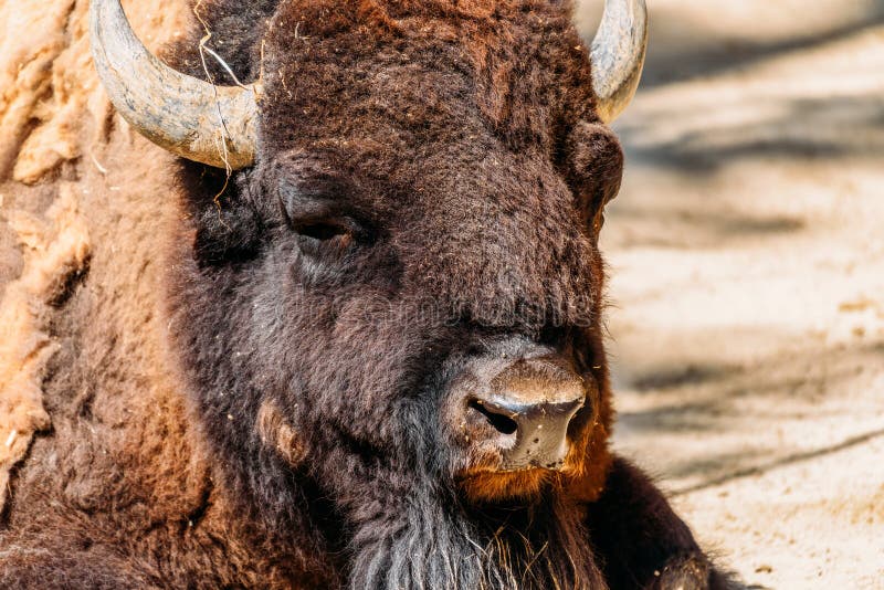 Stierenportret Met Neusring Die Op Wit Wordt Geïsoleerd Mooie Grote ...
