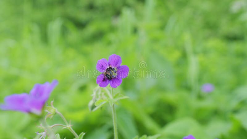 Wild Geranium in the Breeze. Pistil and Leaves and Stamen and Stigma ...