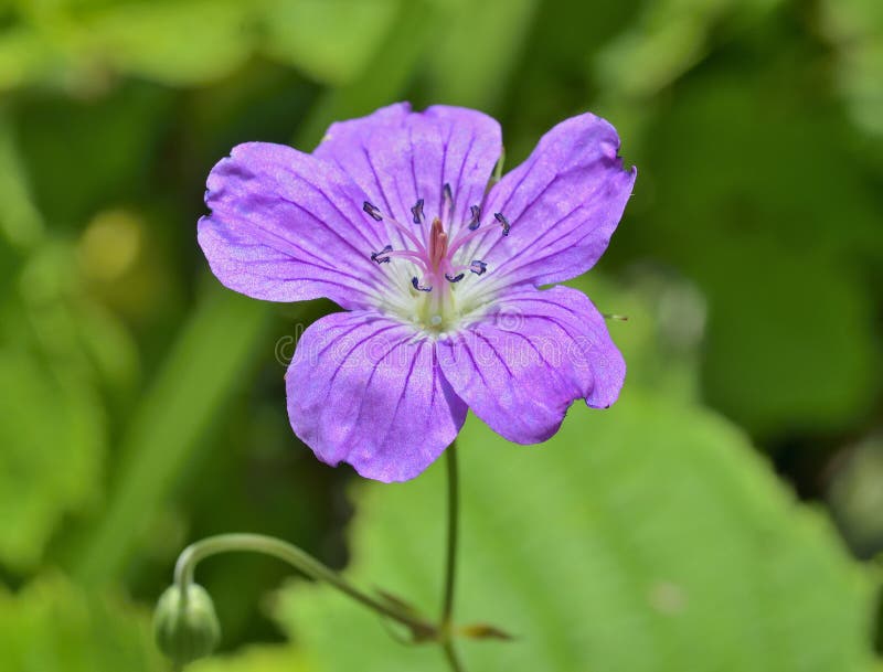 Wild geranium 8 stock photo. Image of geranium, flower - 73217734
