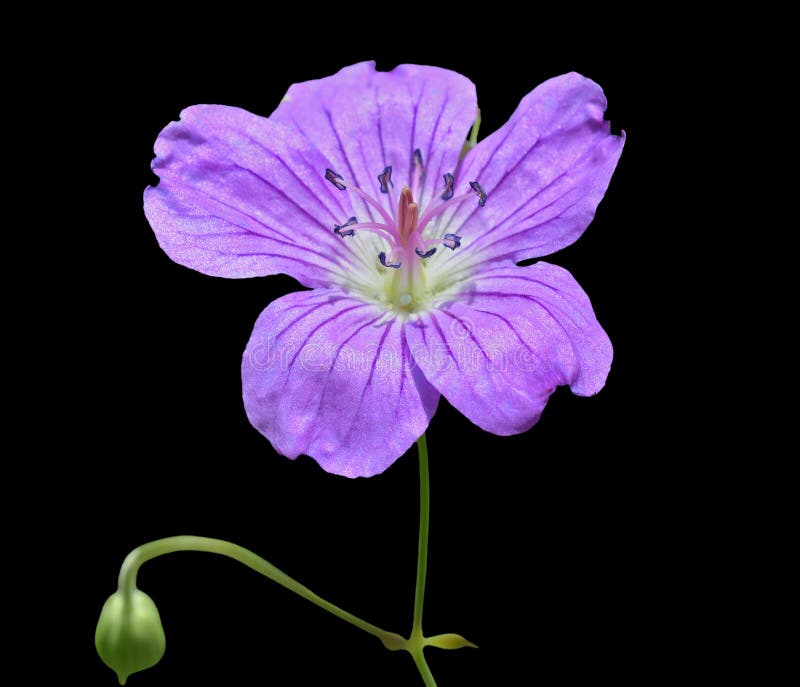 Wild geranium 6 stock image. Image of macro, blossoming - 46756363