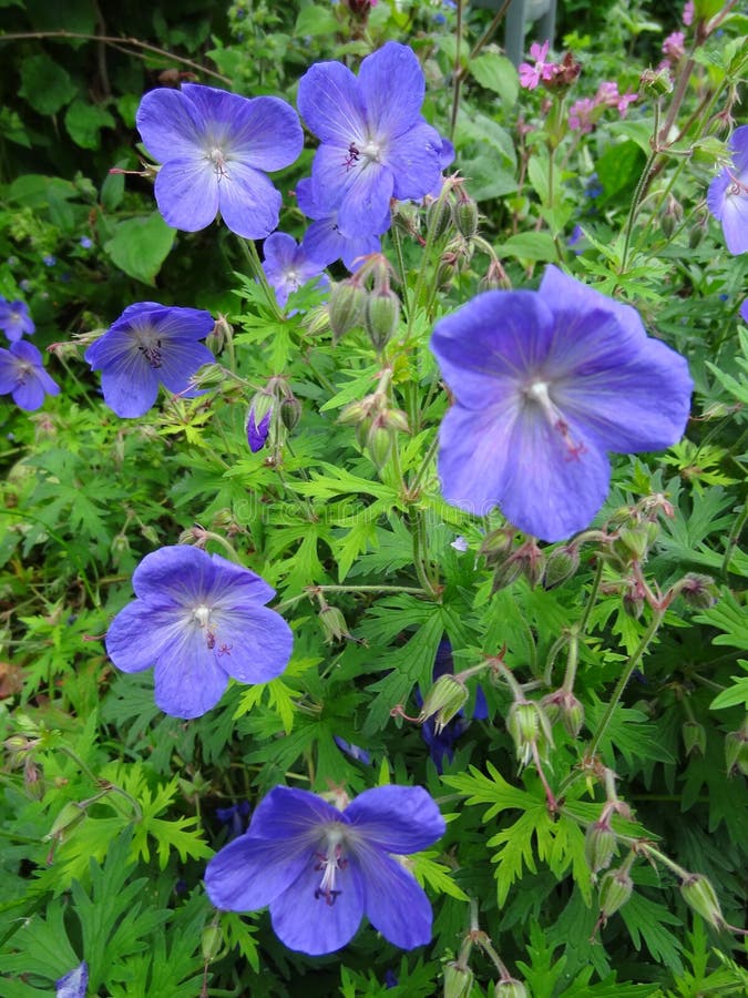 Wild geranium Flowers Blue stock image. Image of gardenflower - 130074657
