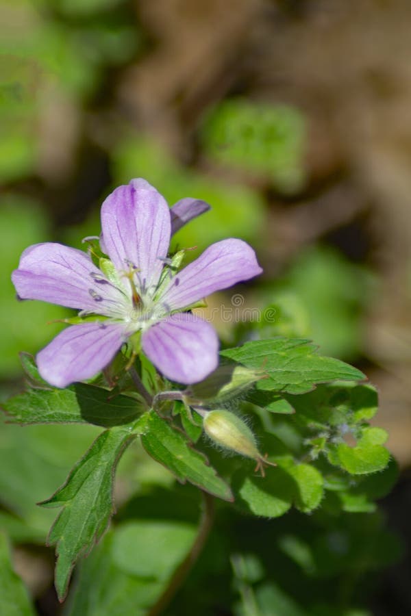 Wild Geranium, Geranium Maculatum Stock Image - Image of america ...