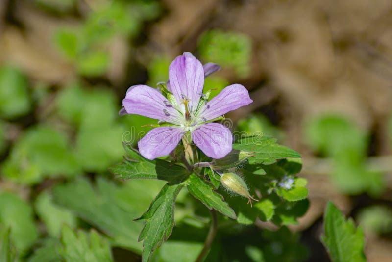 Wild Geranium, Geranium Maculatum Stock Photo - Image of gardening ...