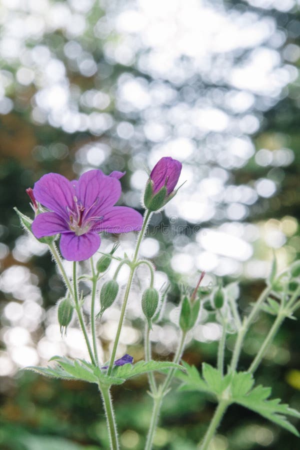 Wild Geranium in a Natural Setting. Also Known As Geranium Maculatum ...