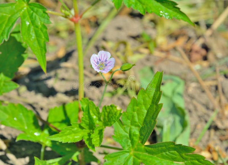 Wild Geranium Geranium Sibiricum Stock Image - Image of detail, closeup ...