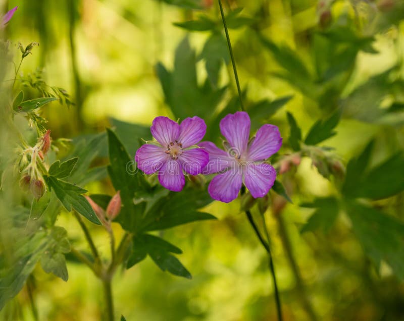 Wild Geraniums Bloom in Yellowstone Stock Image - Image of wild, close ...