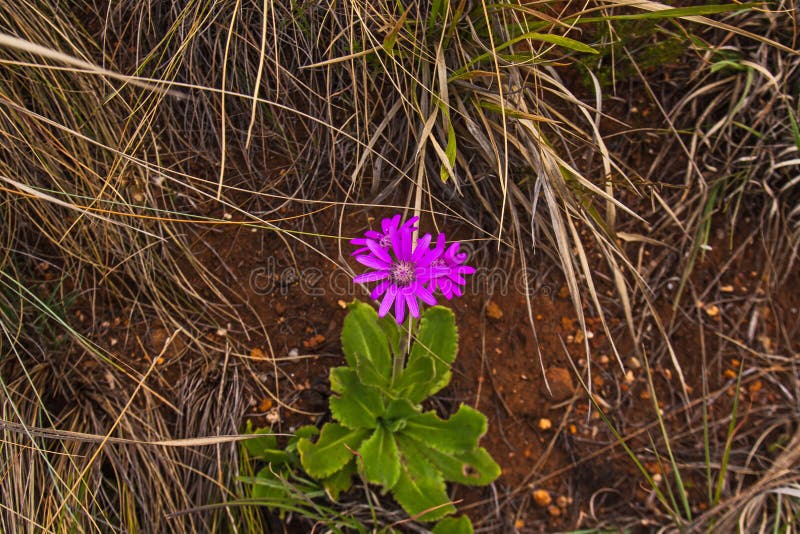 Wild Gerbera Viridifolia 7835 Stock Photo - Image of africa, nature ...