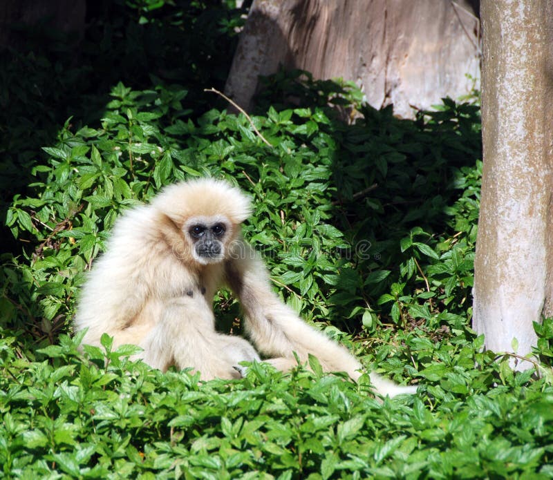 Wild gibbon stock image. Image of exotoc, natural, fauna - 10458301
