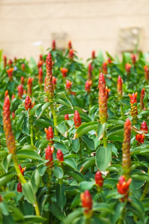 Wild Ginger Flowers stock photo. Image of shell, flower - 50895632