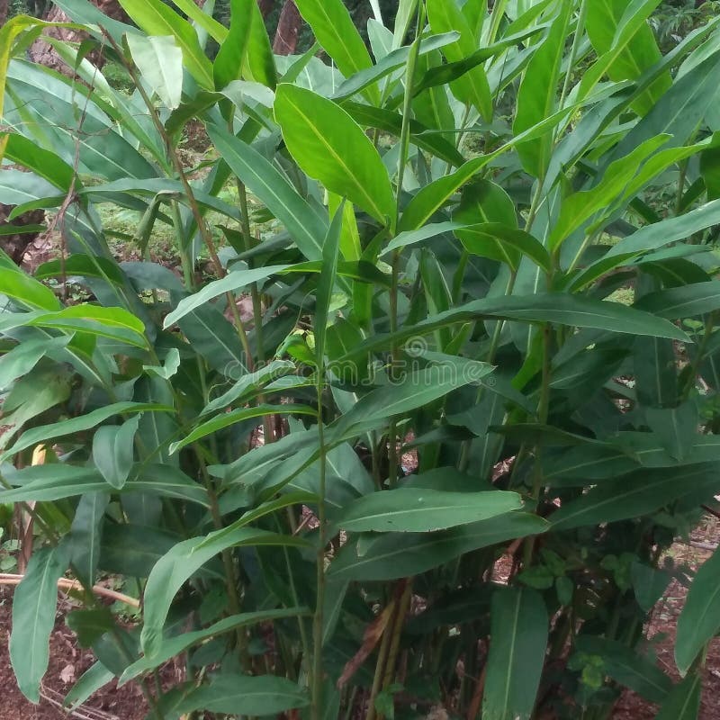 Wild Ginger Plant or Curved Stem Stock Photo - Image of flower, jungle ...