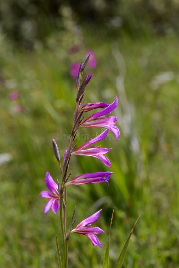 Wild Gladiolus Gladiolus Communis Grows in a Meadow on a Sunny, Spring ...