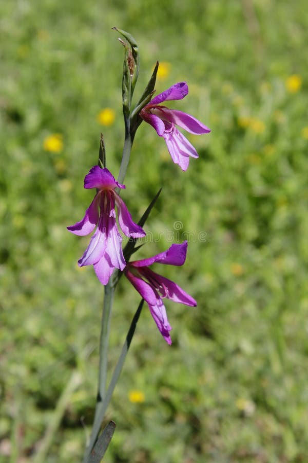 Wild Gladiolus Flowers. Sword Lily Stock Photo - Image of sword, wild ...