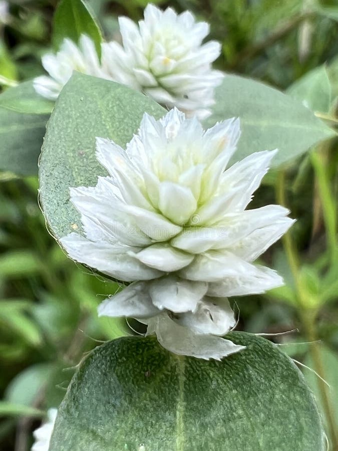 Wild Globe Everlasting Flower in Nature Garden Stock Photo - Image of ...