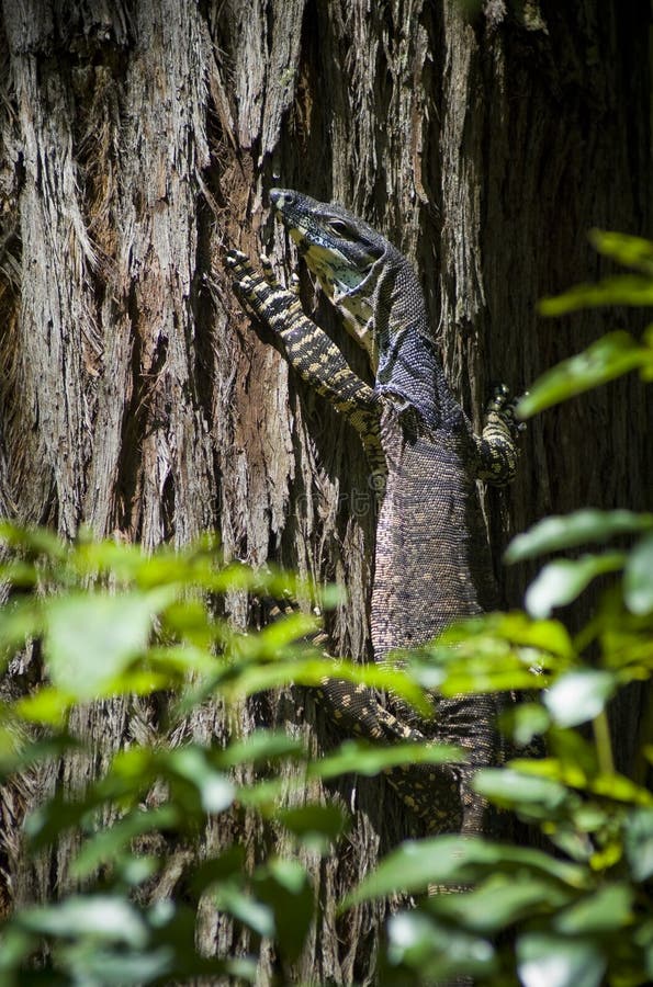 Wild Goanna stock image. Image of scrub, balance, lizard - 15245697