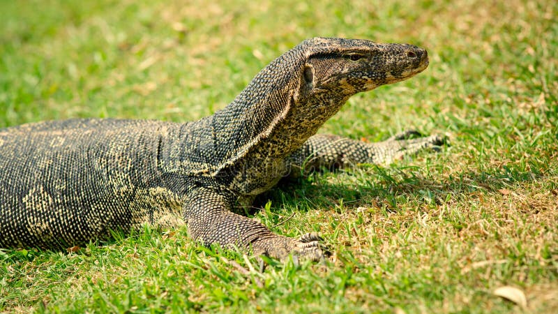 Wild goanna stock image. Image of outdoors, monitor, varan - 17696361