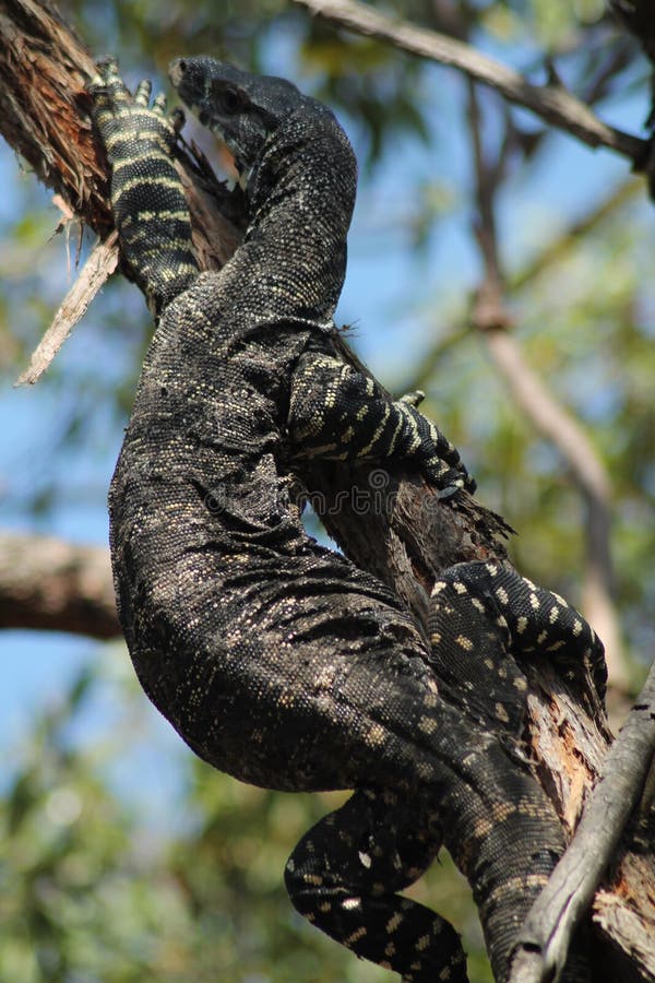 Wild Goanna stock photo. Image of wildlife, crocodile - 36514744
