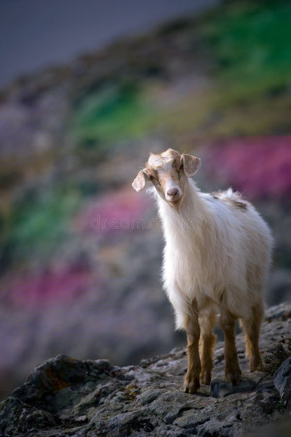 Wild goat 1 stock image. Image of flower, food, male, black - 5472483