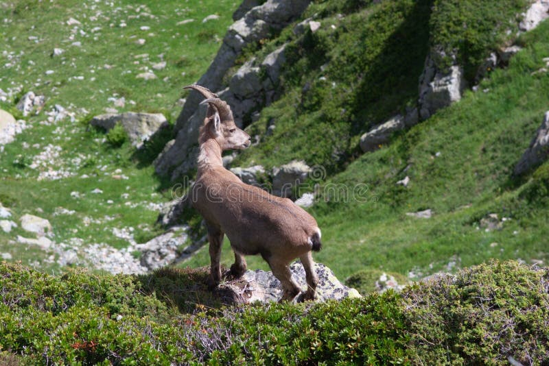 Wild goat stock image. Image of mountain, chamois, herbivore - 15742931