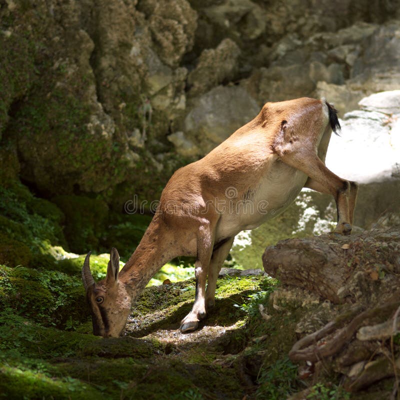 Wild goat stock photo. Image of nature, goat, square - 16371042