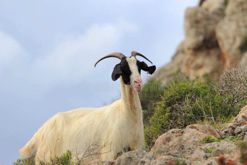 Wild goat stock image. Image of rocks, ruminant, mammals - 17972143