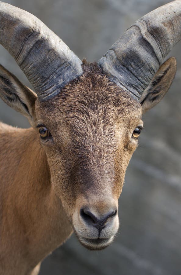 Goat stock image. Image of domestic, environment, curious - 5177541