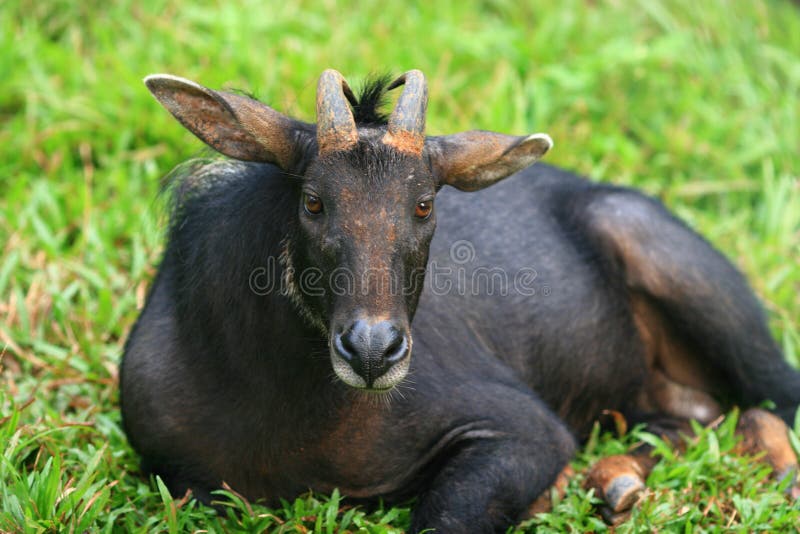 Wild Goat stock photo. Image of goat, green, mammal, black - 2035132