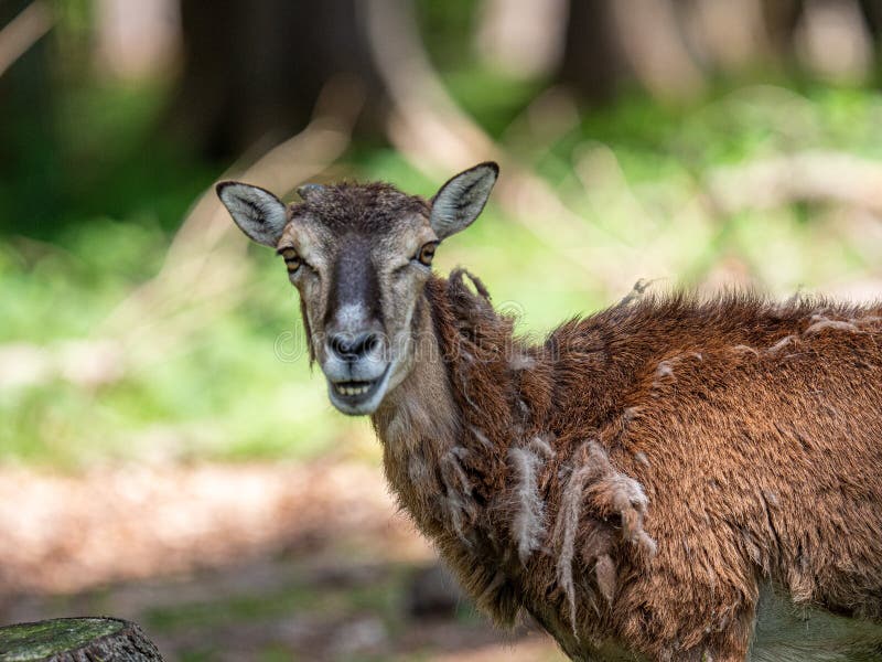 Wild goat in the wild stock image. Image of park, horns - 220058435