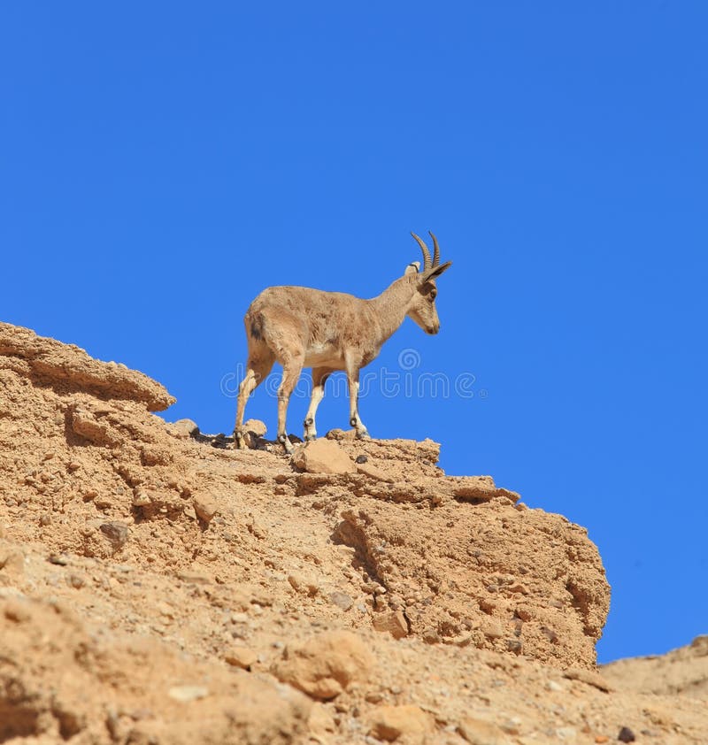 Wild goat stock image. Image of animals, mammal, wilderness - 23784813