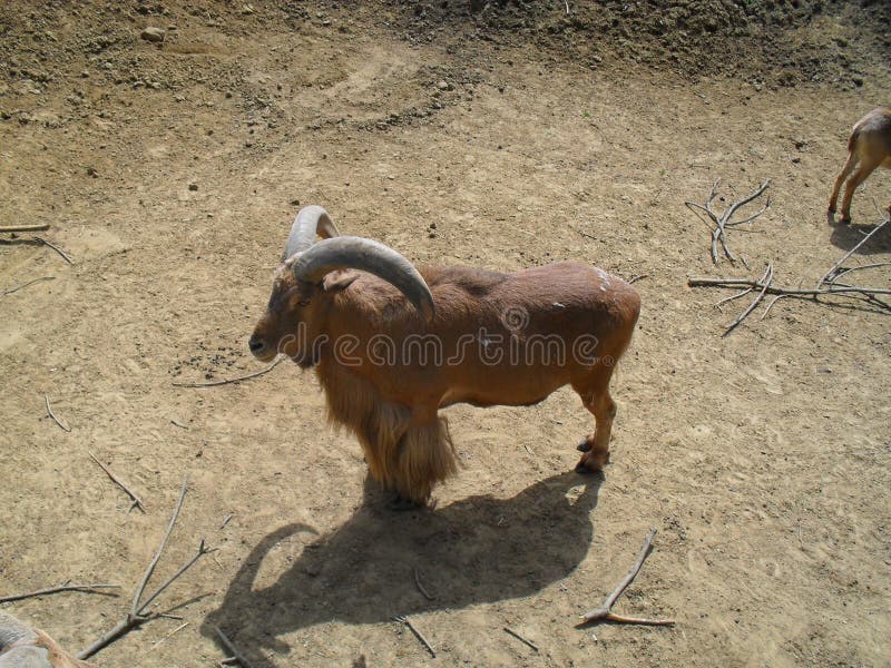 Wild goat stock image. Image of wild, horned, wildlife - 58959985