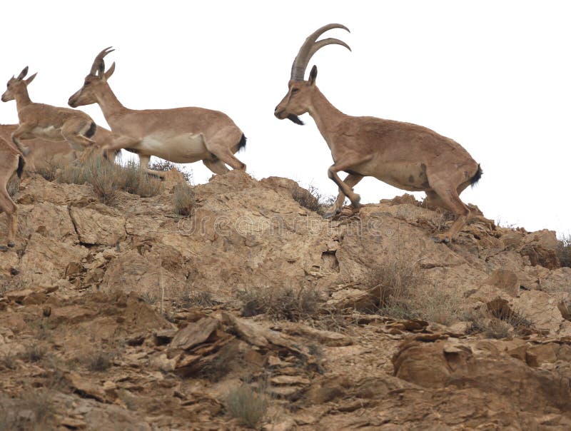 Wild Goat, Capra aegagrus stock image. Image of mammal - 205095491