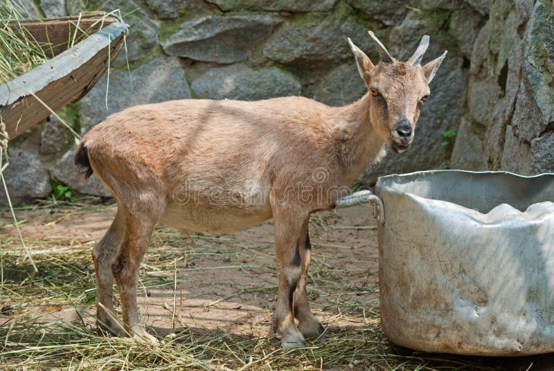 Wild goat (Capra sp.) kid stock image. Image of wildlife - 18775203