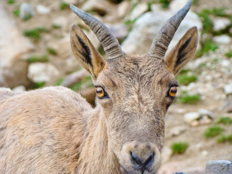 Caucasian Goat in Mountains Stock Image - Image of stone, caucasus: 7881439