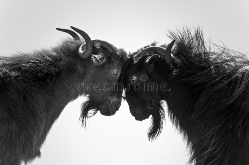 Wild goat couple stock photo. Image of animals, herd - 35784448