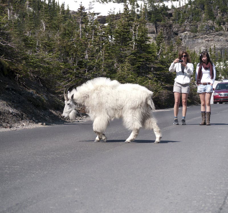 Wild Goat Crossing the Road Editorial Stock Image - Image of asphalt ...