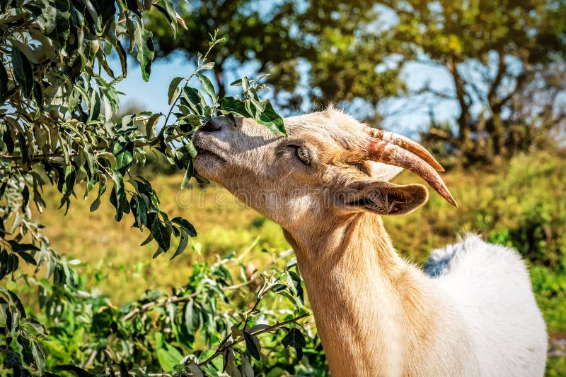 Wild Goat Eats Olive Leaves Tree Stock Photo - Image of pasture, trees ...