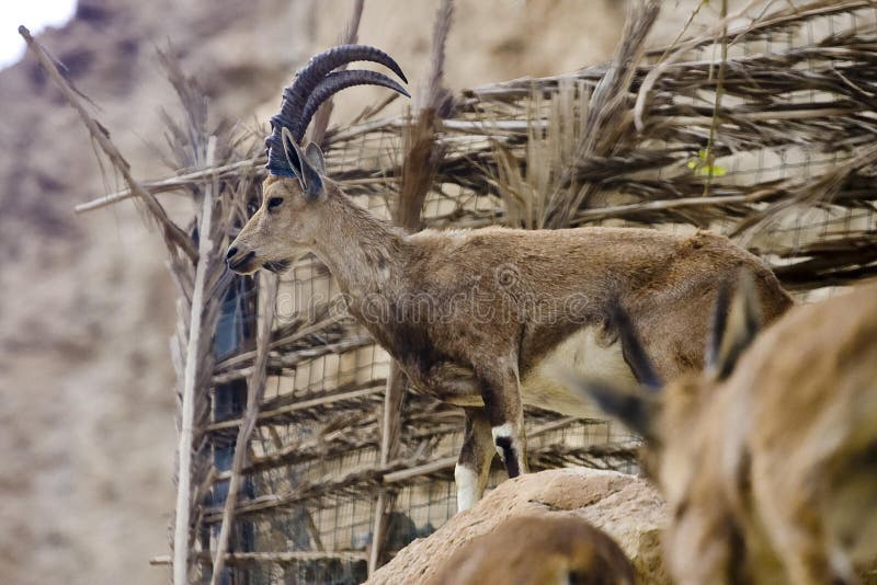Wild goat in Ein Gedi stock image. Image of animals, horn - 19627391