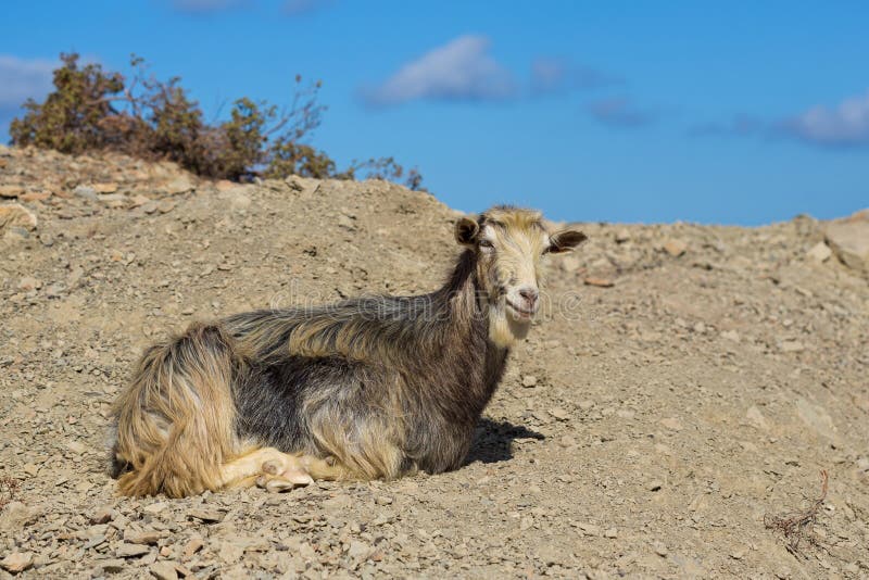 A wild goat in Greece. stock image. Image of karpathos - 37194375