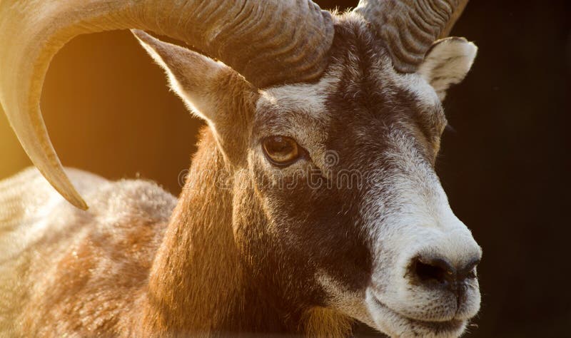 Wild Goat Head with Long Horns Stock Photo - Image of mont, peak: 185778066