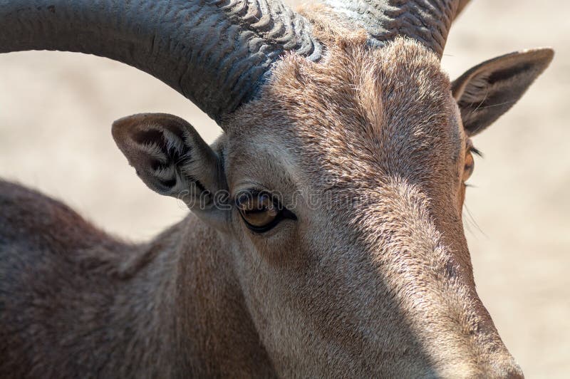 Goat ibex stock image. Image of park, national, mammal - 28677907